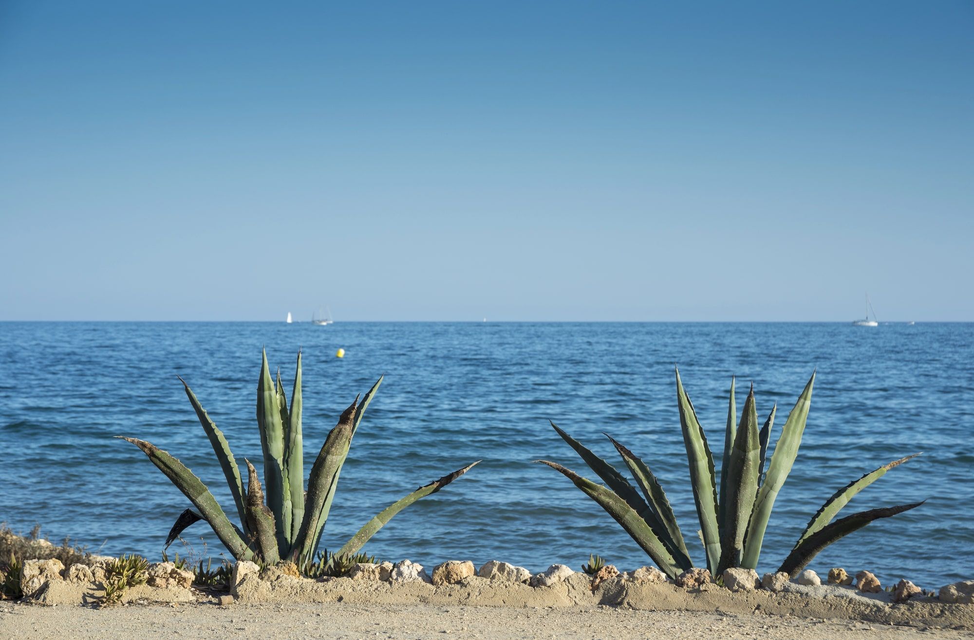 Texas Native Plants List: Your Complete Guide to Local Flora