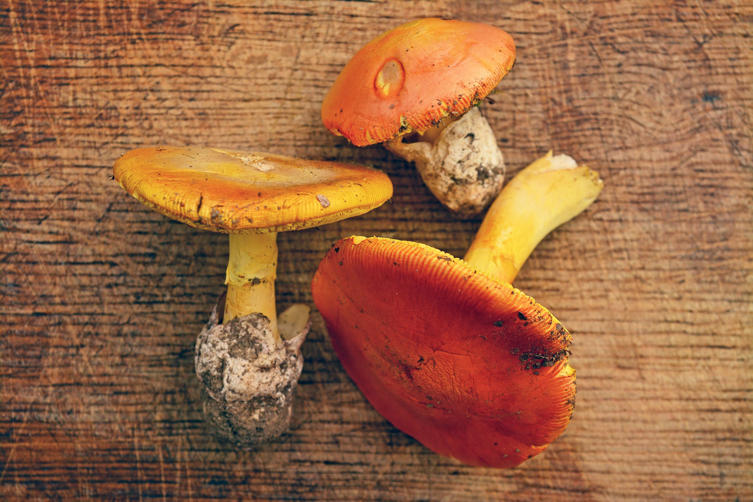 25+ Cool Mushrooms & Most Unique Fungi in the World