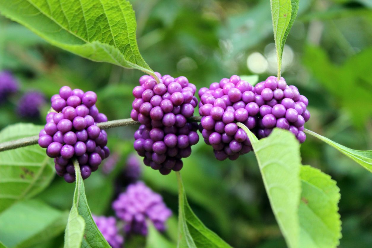 Texas Native Plants List: Your Complete Guide to Local Flora