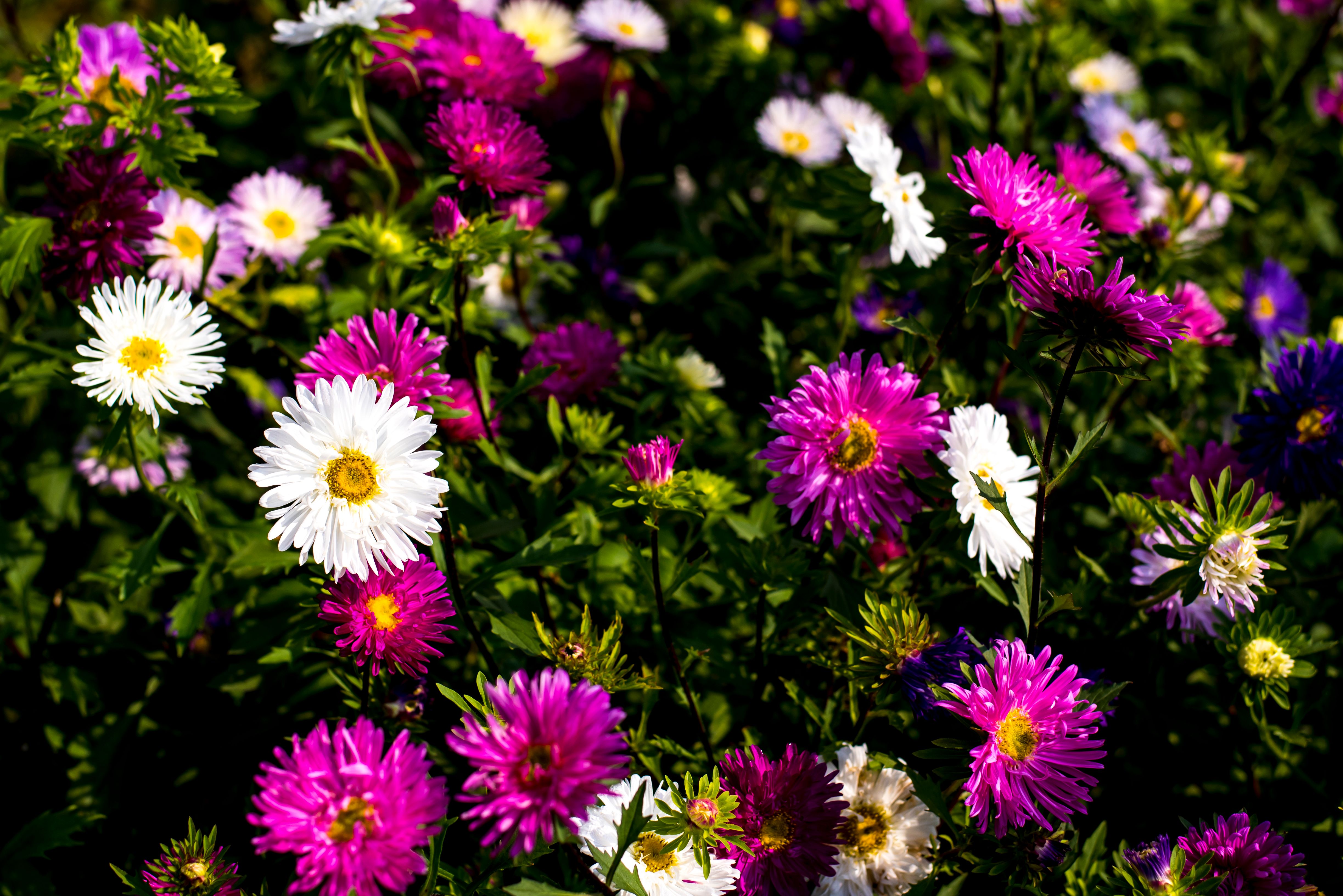 September Birth Flower – Aster vs Morning Glory Flowers Overview