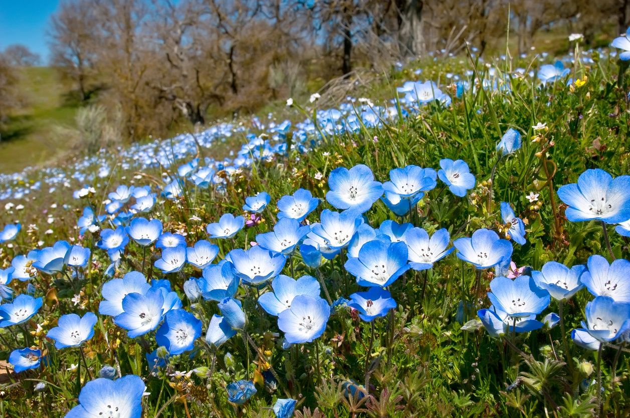 California Native Plants – List With Pictures, Facts, Care and Species