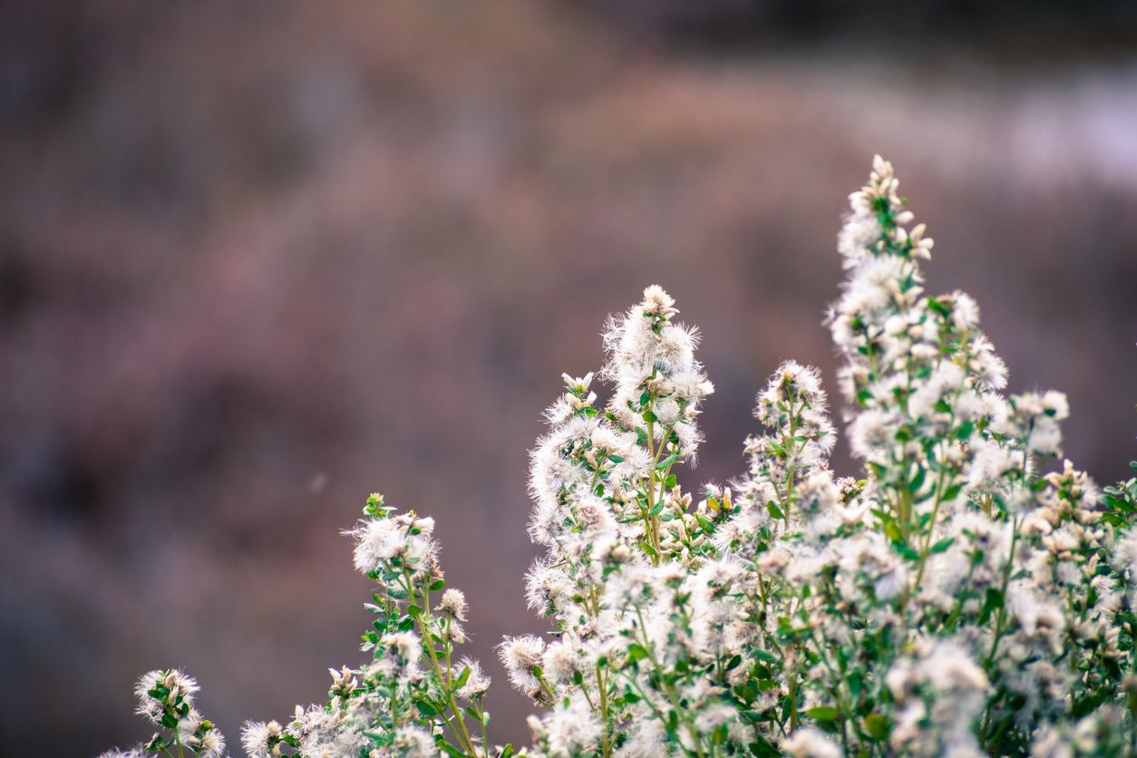 California Native Plants – List With Pictures, Facts, Care and Species