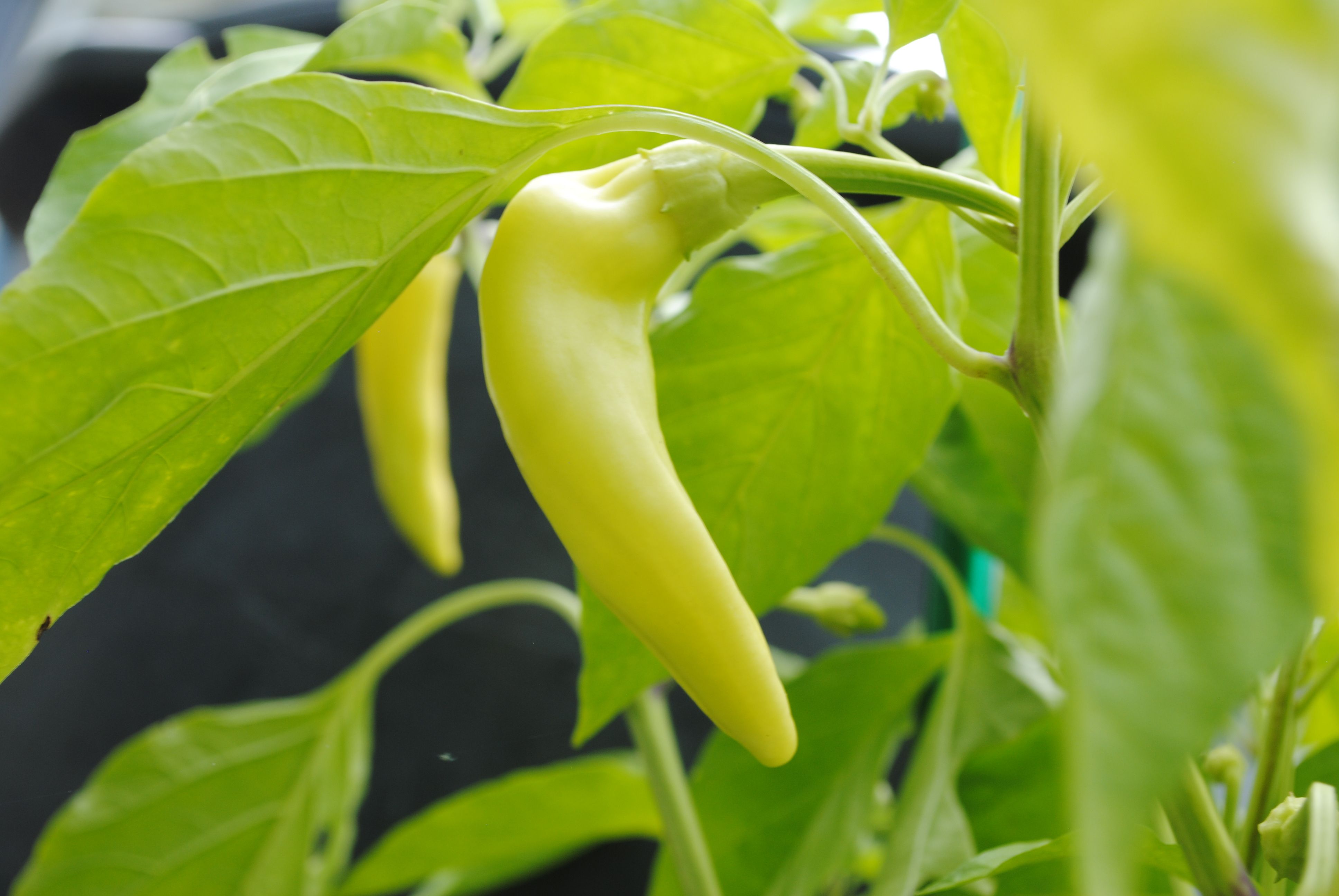 When to Pick Banana Peppers? (Ripe Pepper Harvesting Guide)