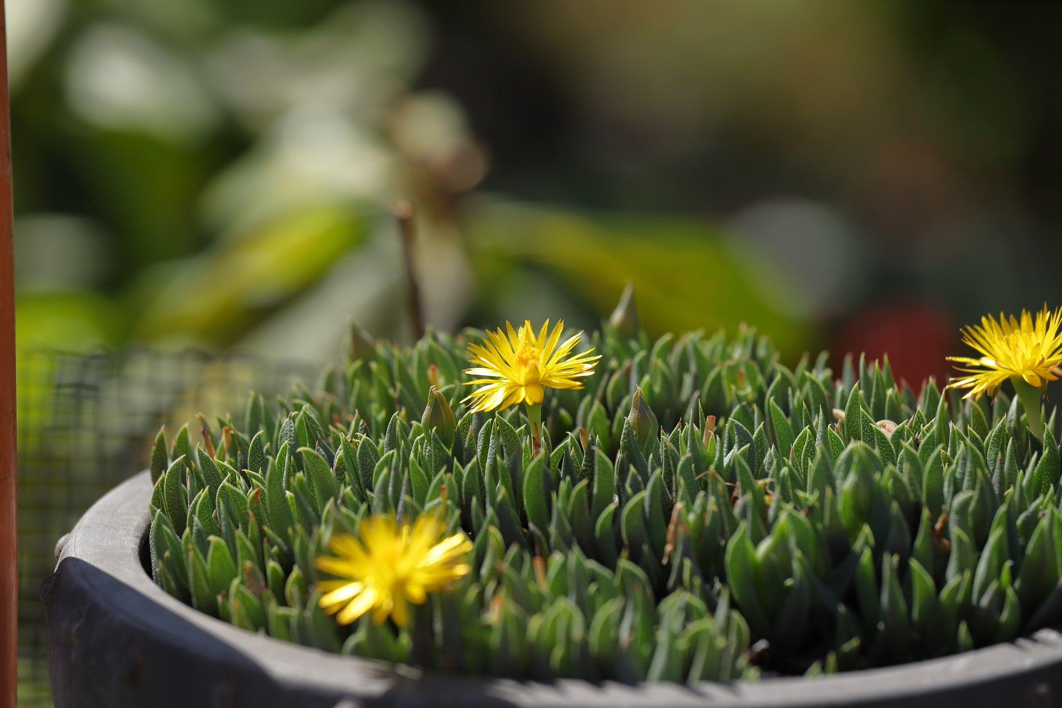 Plants That Look Like Aloe Vera – List With Pictures & ID Tips
