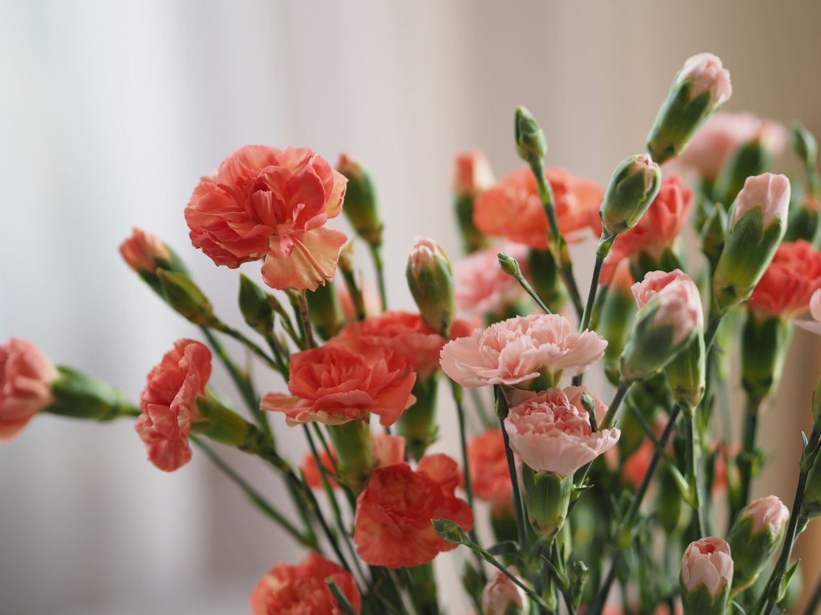 January Birth Flowers – Carnation and Snowdrop Flowers (Gift Guide)