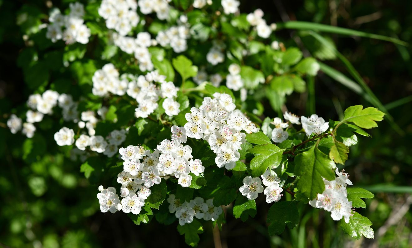 May Birth Flowers & Trees: Hawthorn Vs. Lily Of The Valley Flower