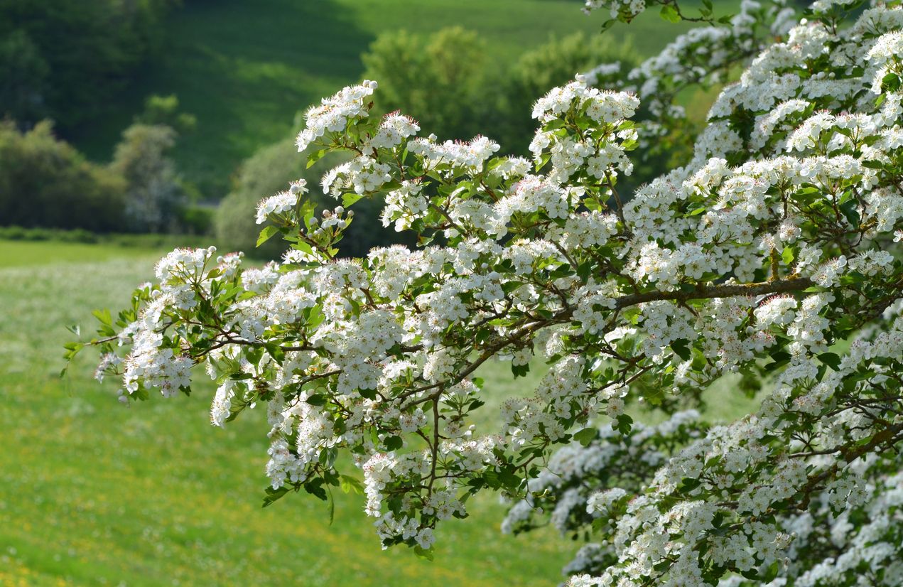 May Birth Flowers & Trees: Hawthorn Vs. Lily Of The Valley Flower