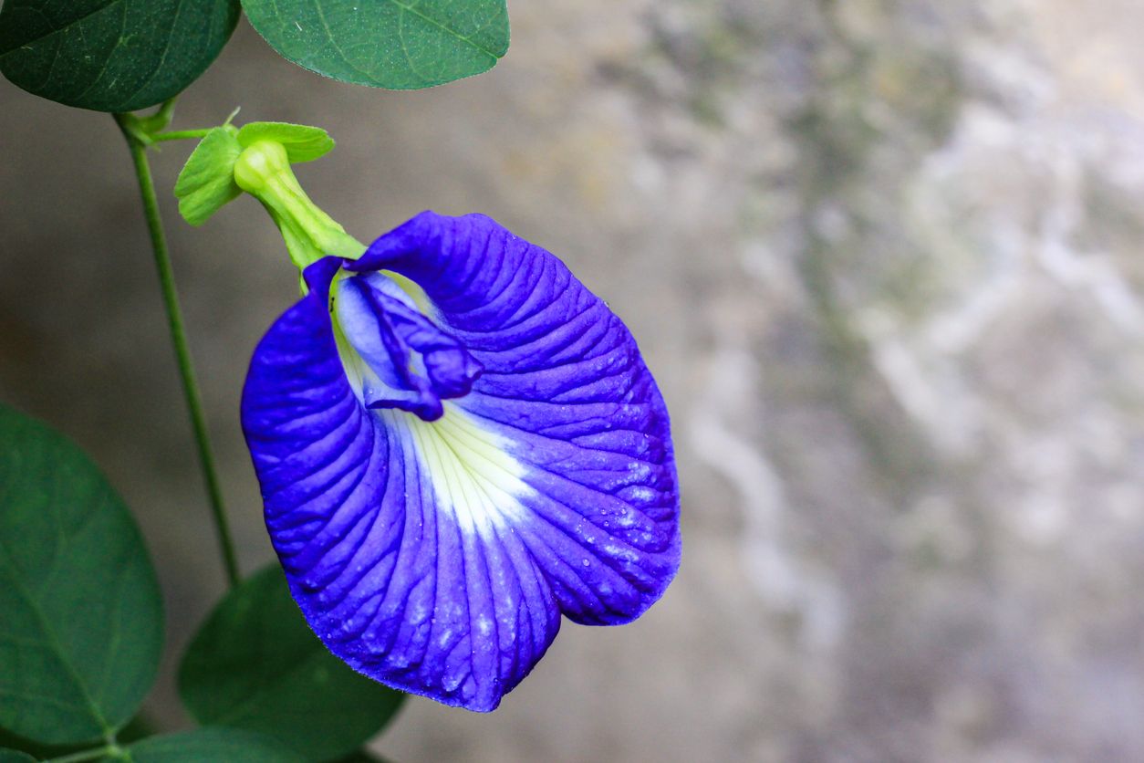 List of Plants That Look Like Private Parts (Top Rude-Looking Picks)