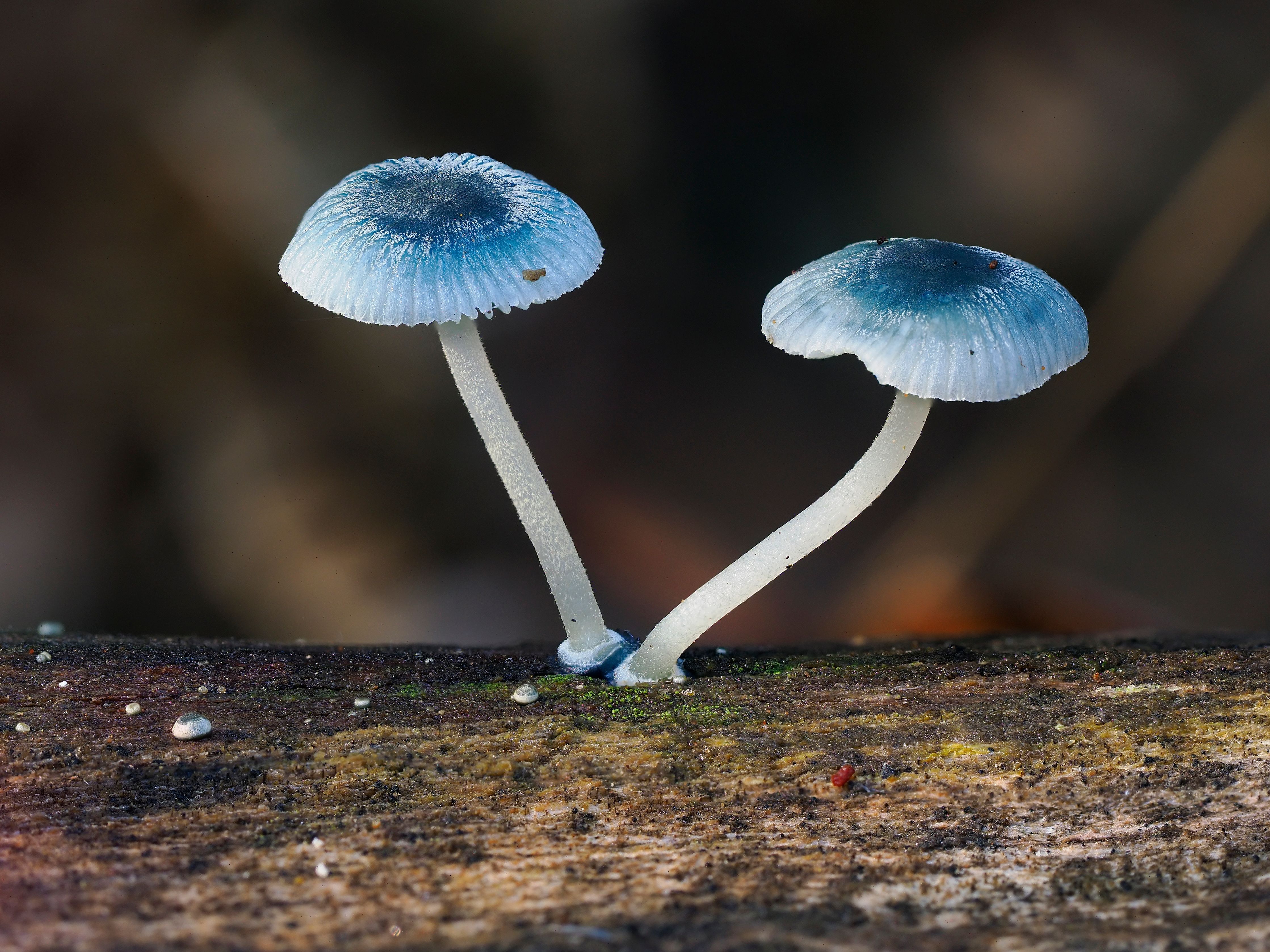 25+ Cool Mushrooms & Most Unique Fungi in the World