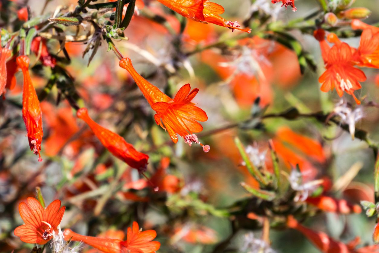 California Native Plants – List With Pictures, Facts, Care and Species