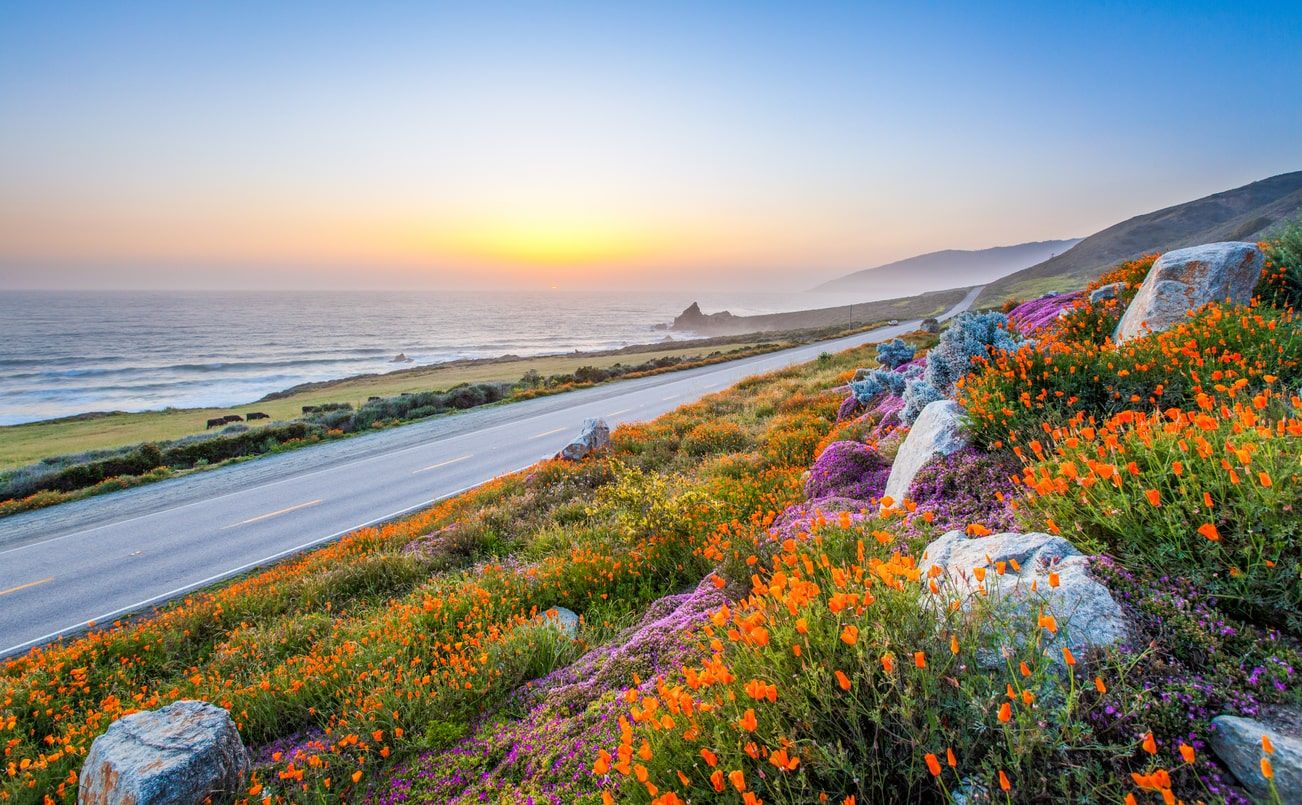 California Native Plants – List With Pictures, Facts, Care and Species