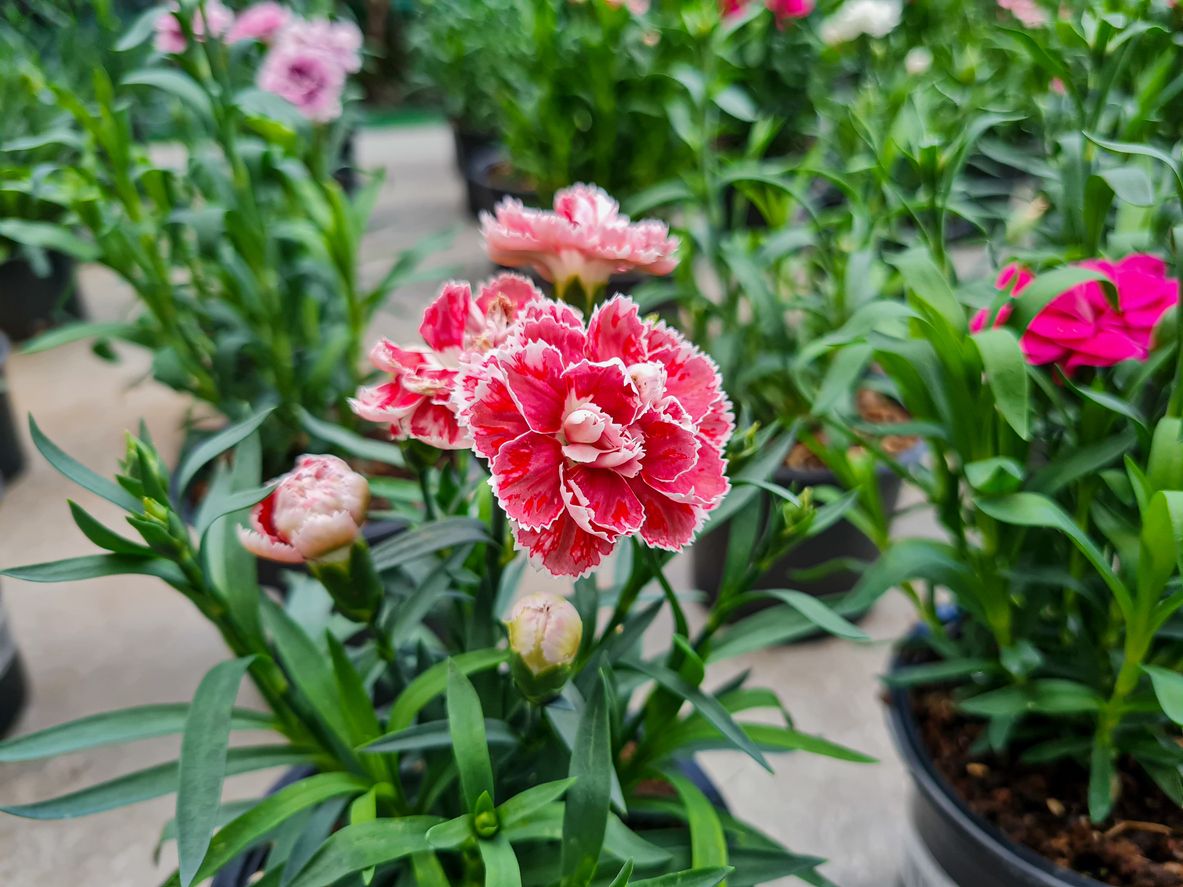 January Birth Flowers – Carnation and Snowdrop Flowers (Gift Guide)