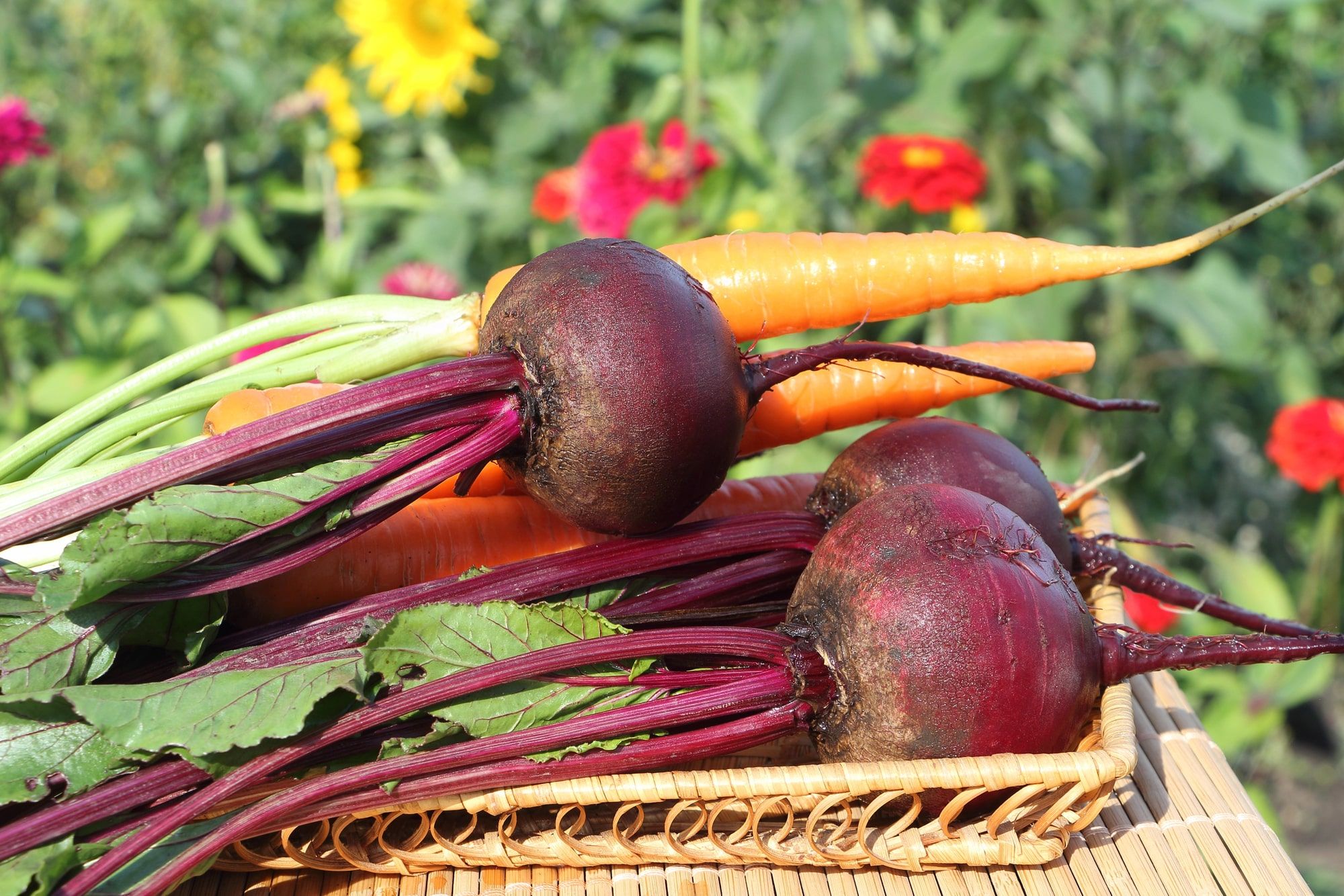 What to Plant in the Fall? (Flowers & Vegetables for a Spring Harvest)