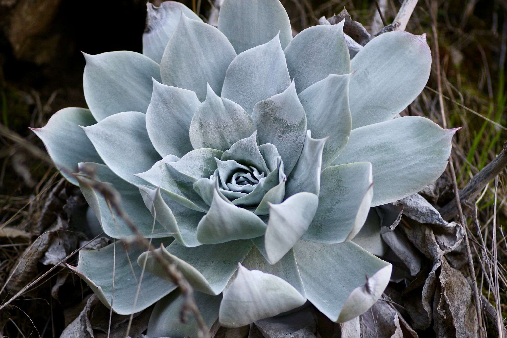 California Native Plants – List With Pictures, Facts, Care and Species