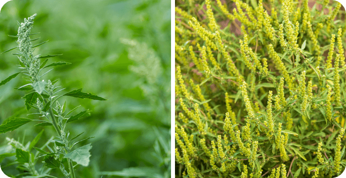 What Does Ragweed Look Like? (Pictures & Identification Tips)