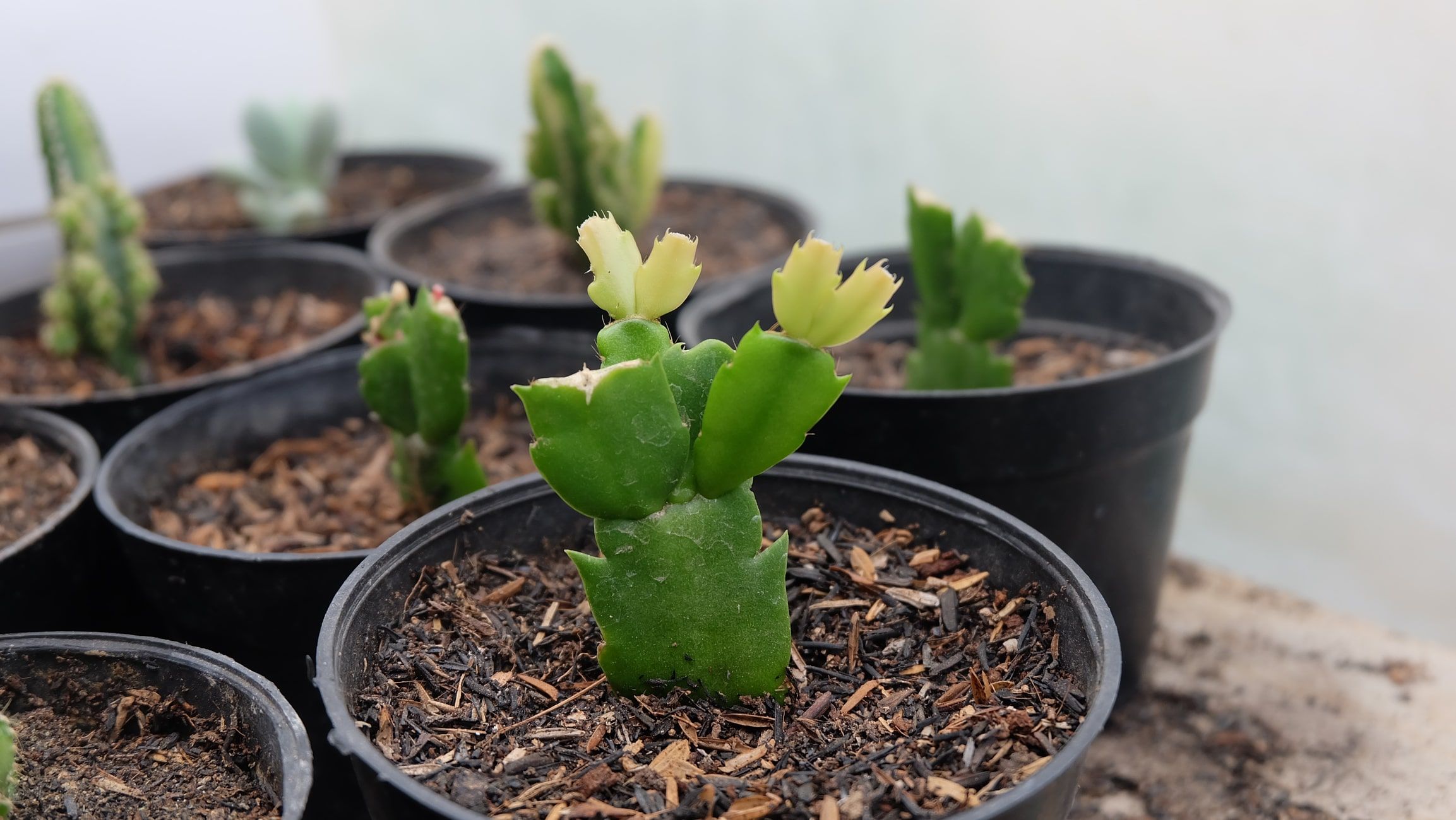 How to Propagate Christmas Cactus Step-By-Step (Ways, Tips, FAQ)