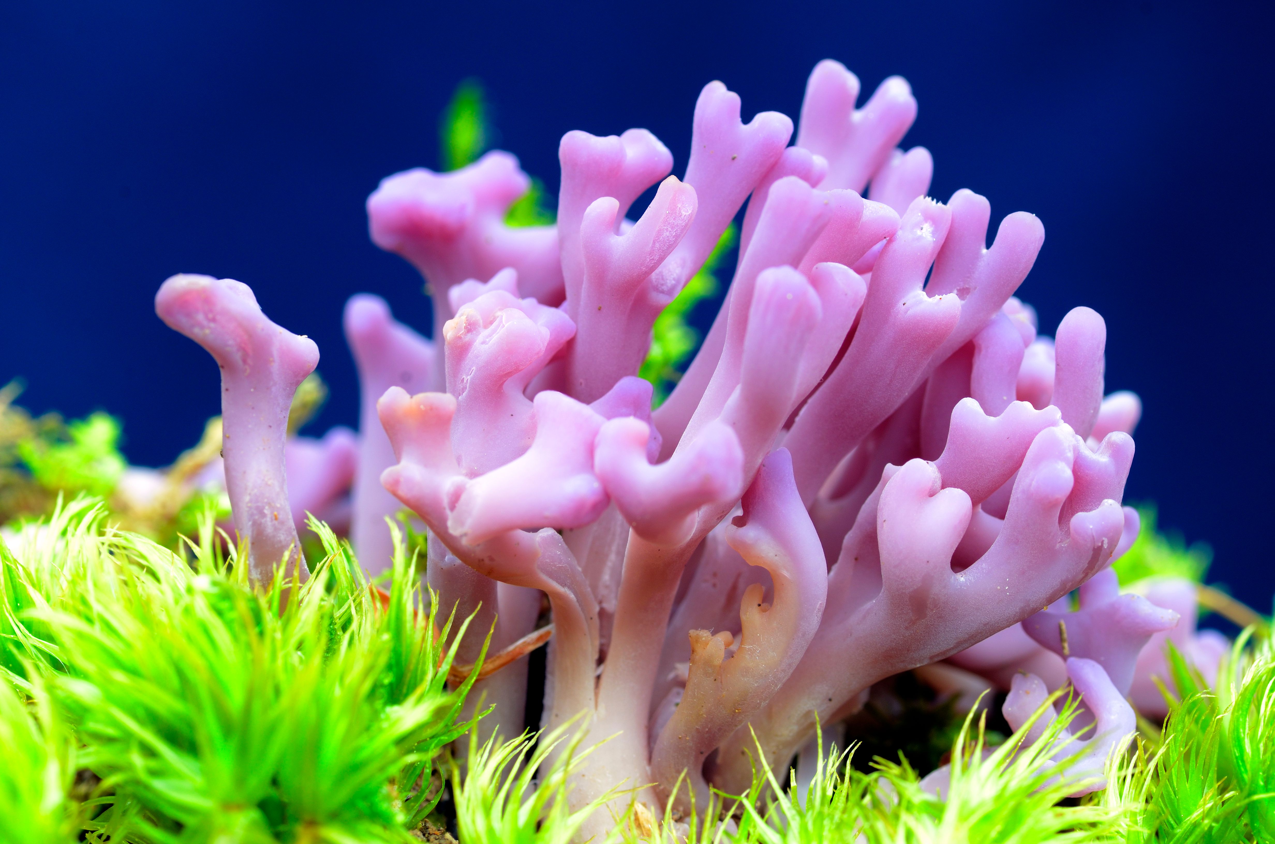 25+ Cool Mushrooms & Most Unique Fungi in the World