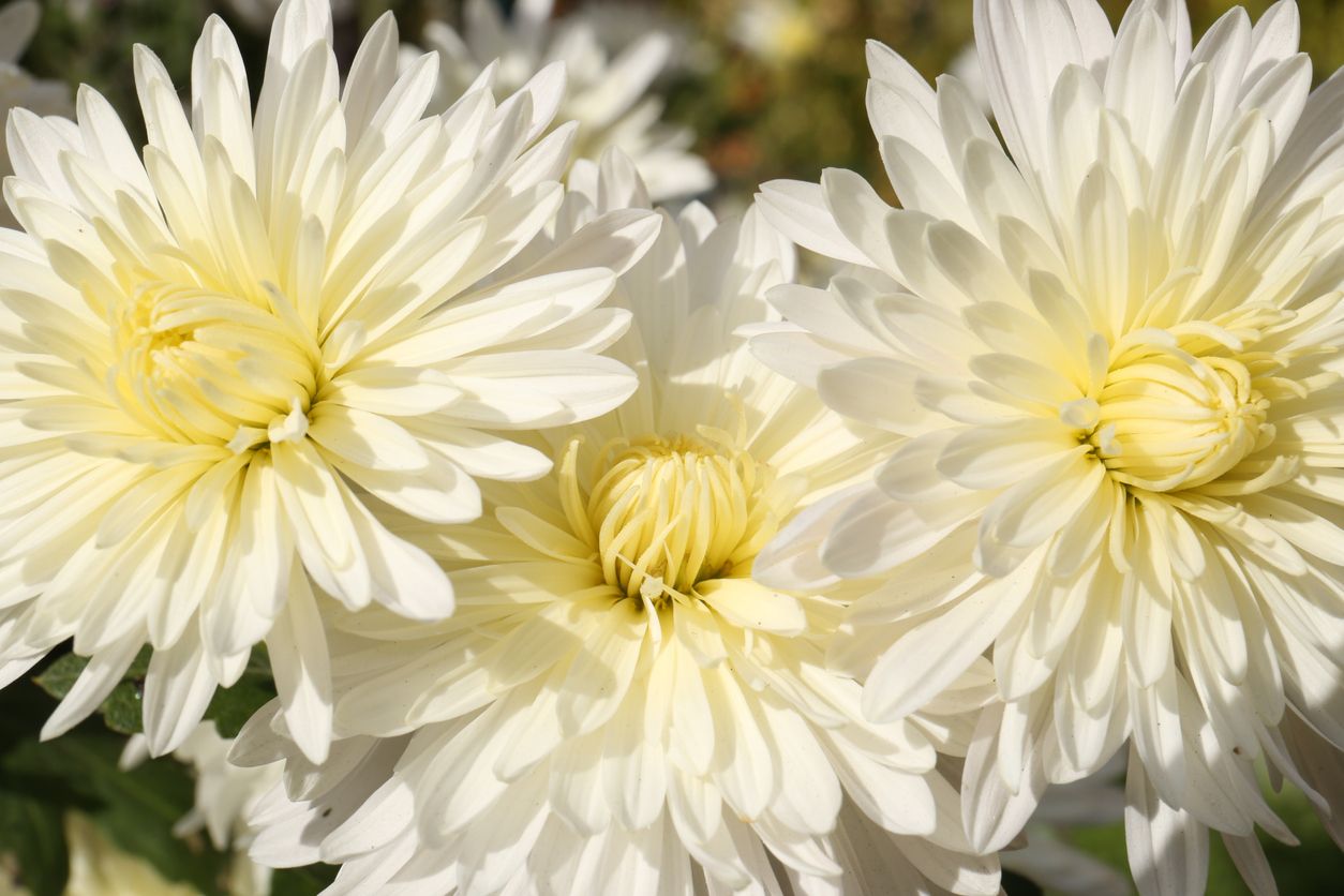 November Birth Flower Guide: Chrysanthemum vs. Peony Flowers Meaning