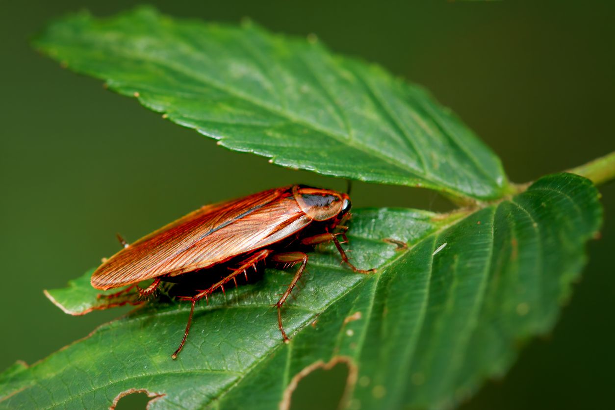 What Does a Cockroach Look Like? (Facts, How to Identify & Control)
