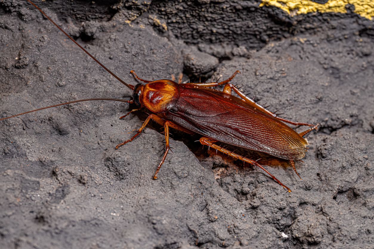 What Does a Cockroach Look Like? (Facts, How to Identify & Control)