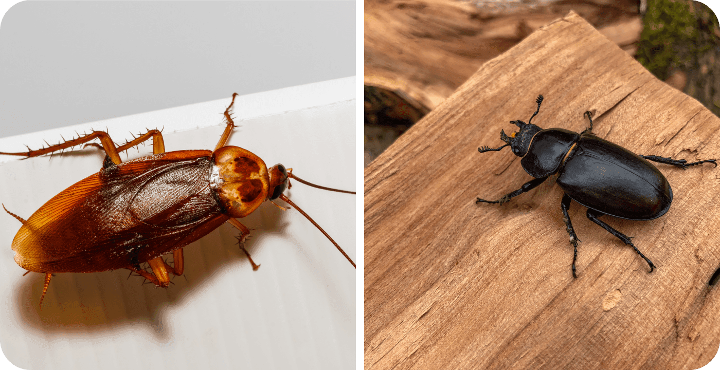 What Does a Cockroach Look Like? (Facts, How to Identify & Control)