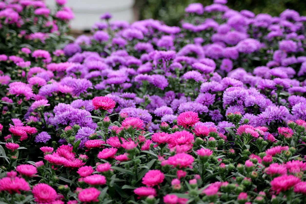 What to Plant in the Fall? (Flowers & Vegetables for a Spring Harvest)