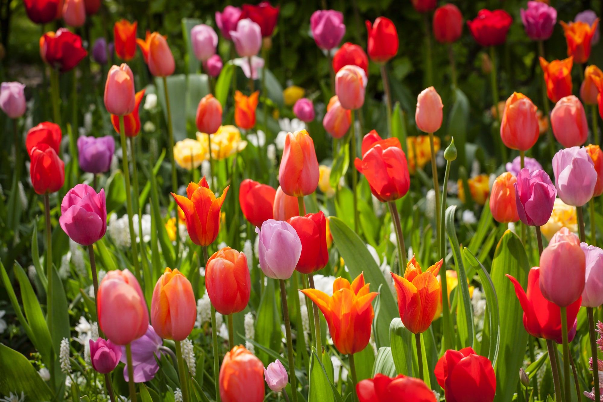 What to Plant in October? Sow & Grow Veggies, Flowers & Other Plants
