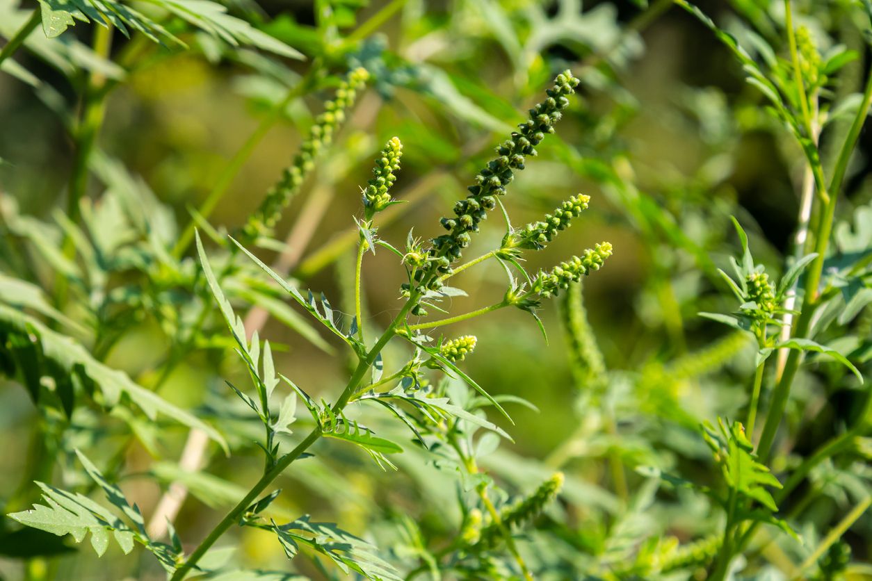 What Does Ragweed Look Like? (Pictures & Identification Tips)