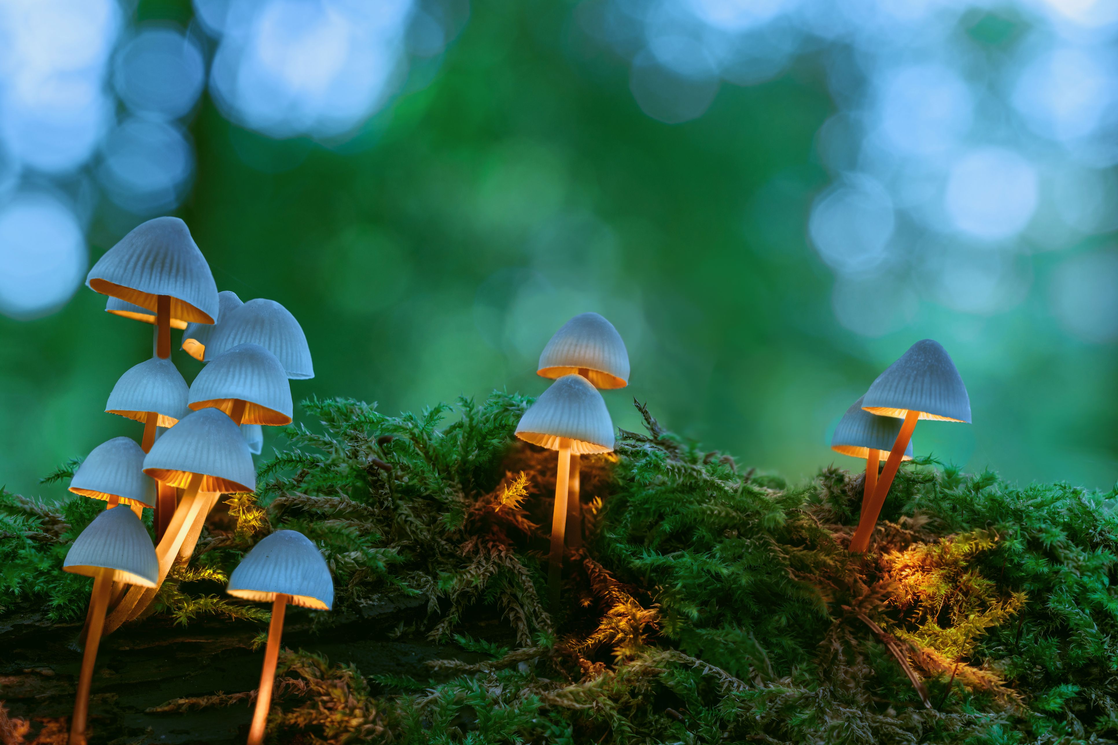 25+ Cool Mushrooms & Most Unique Fungi in the World