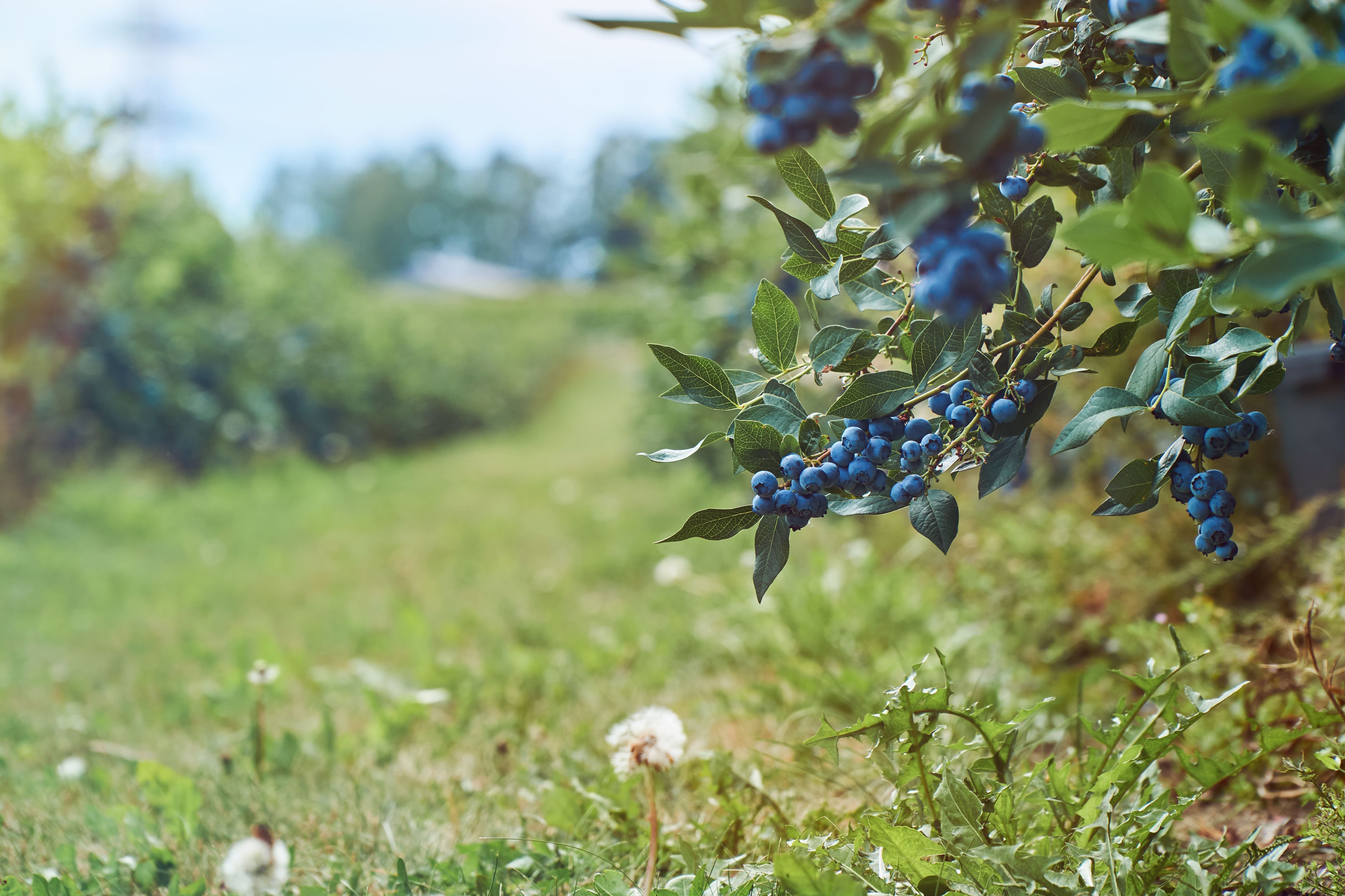 Full Guide on Blueberry Companion Plants