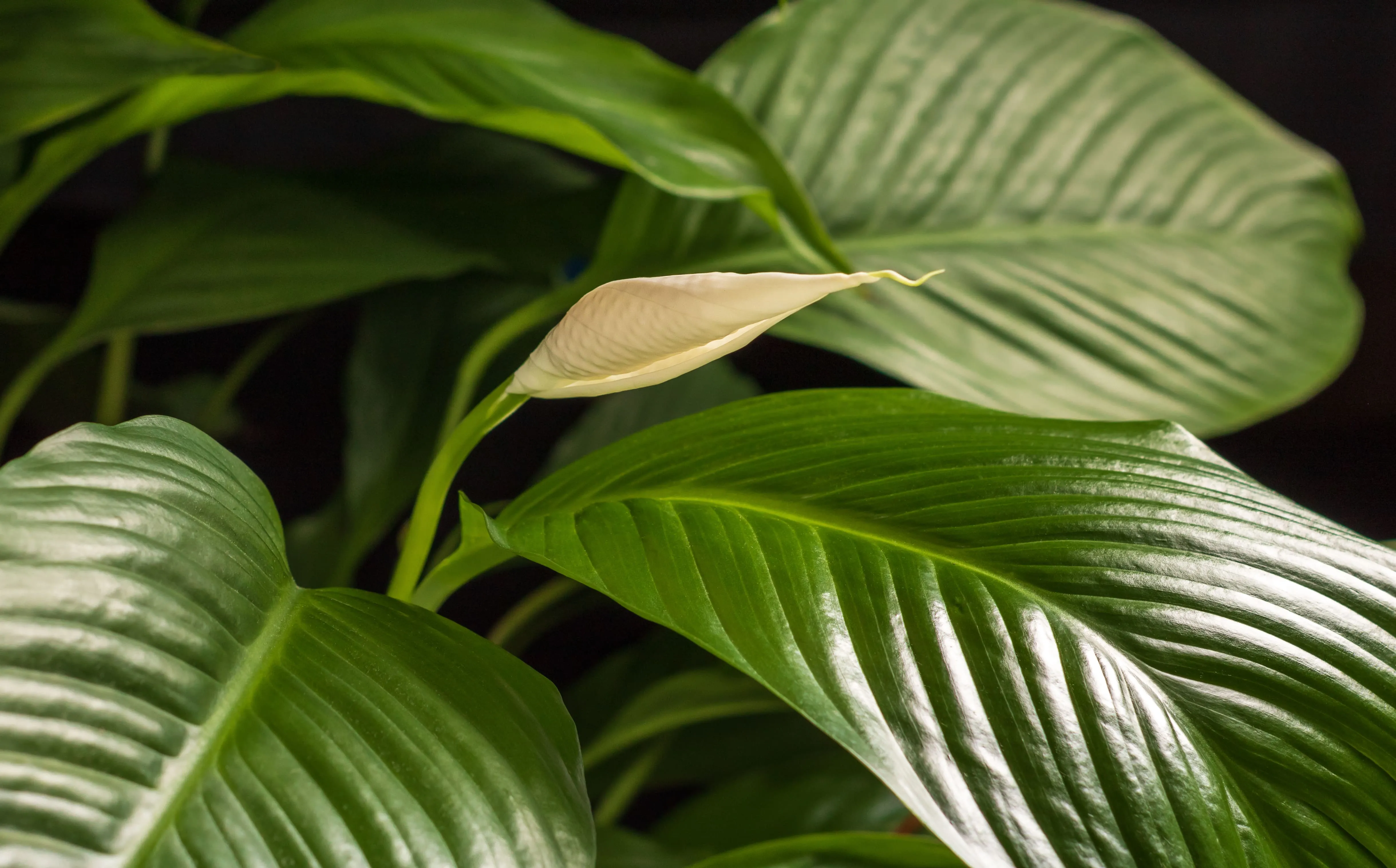 Plant Leaf Identification Guide Online