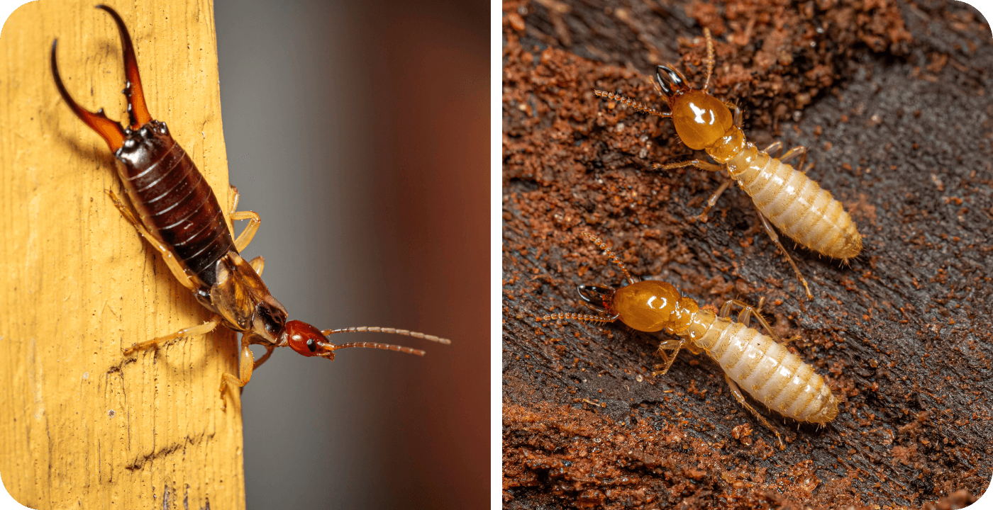 Termite Identification – What Do Termites Look Like? (Visual Guide)