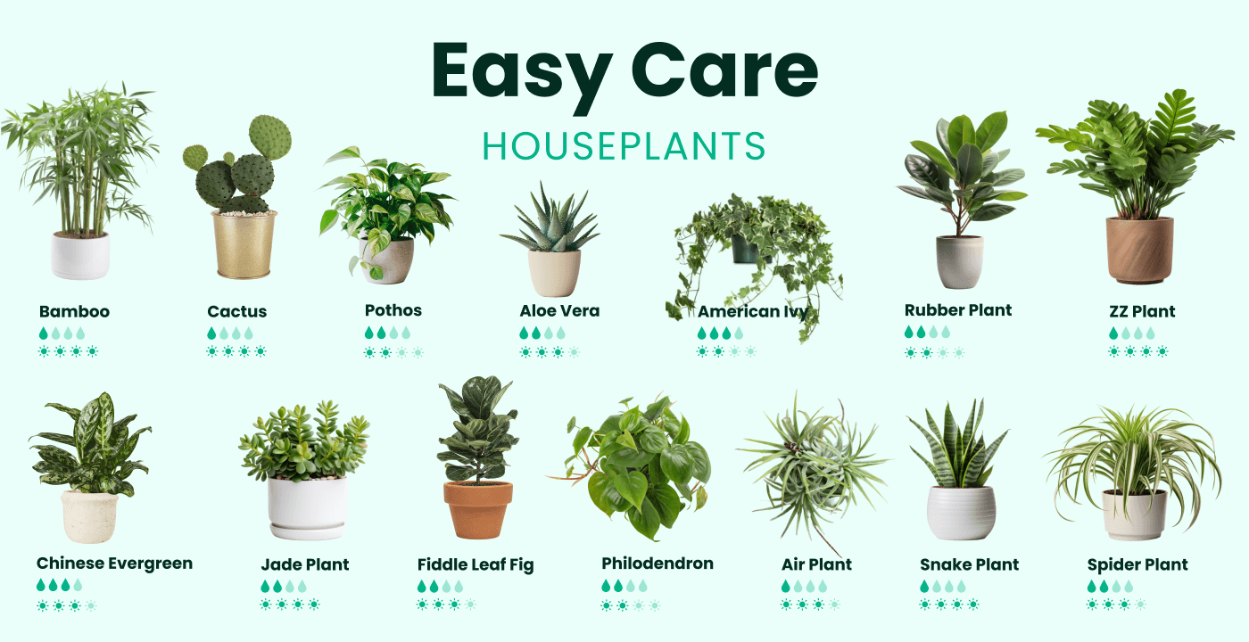 10 Easiest Houseplants to Take Care Of