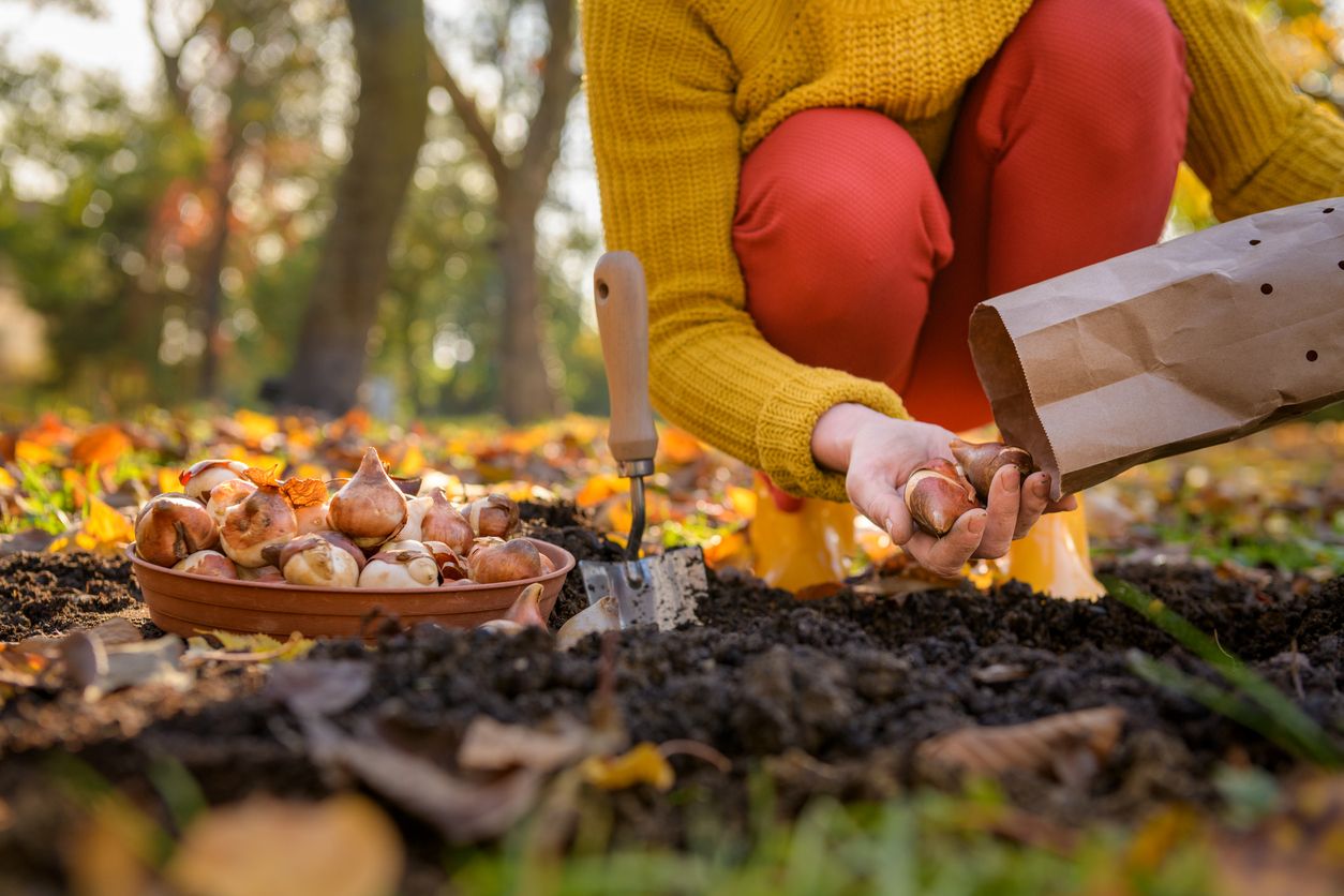 What to Plant in the Fall? (Flowers & Vegetables for a Spring Harvest)