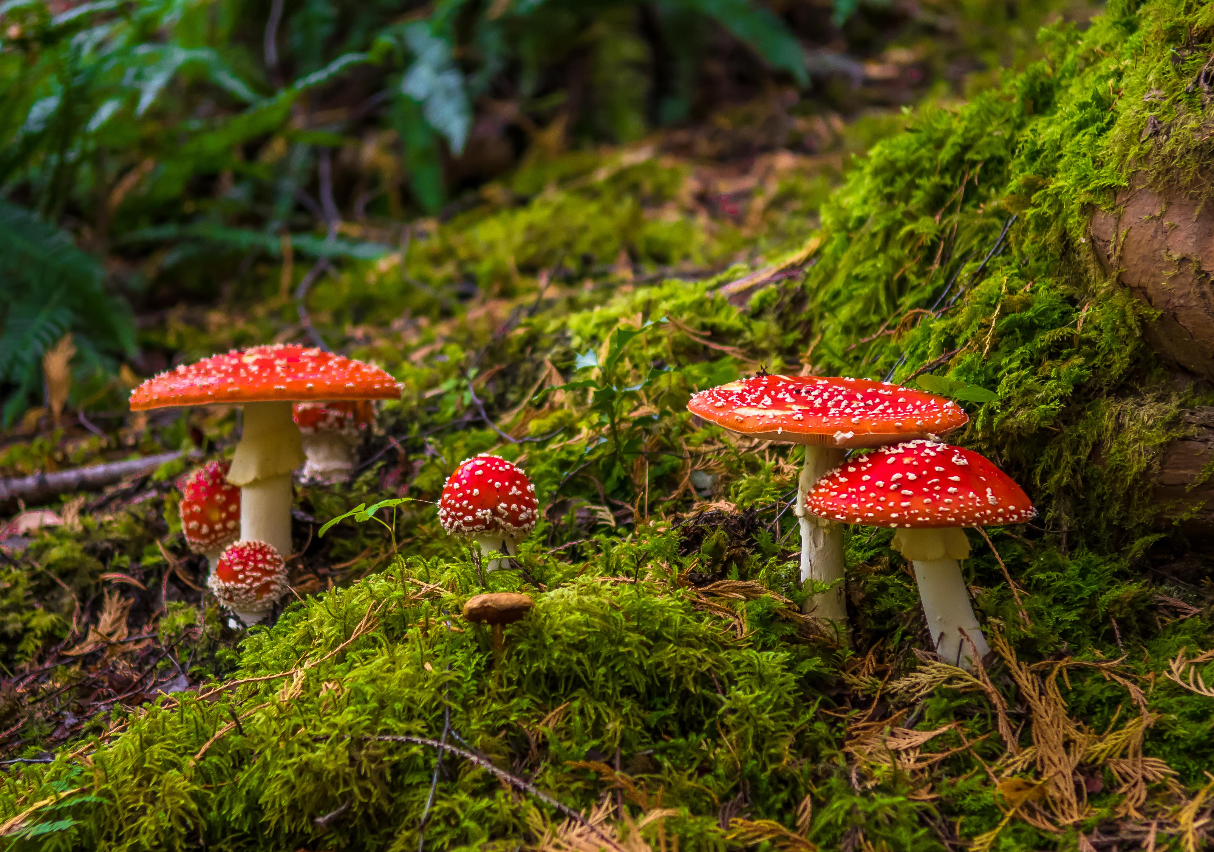 25+ Cool Mushrooms & Most Unique Fungi in the World