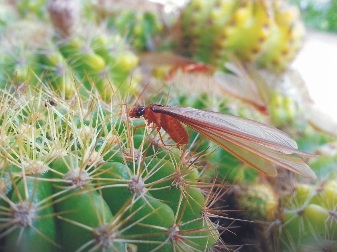 Which Bugs Look Like Flying Termites? (Pictured Identification Guide)