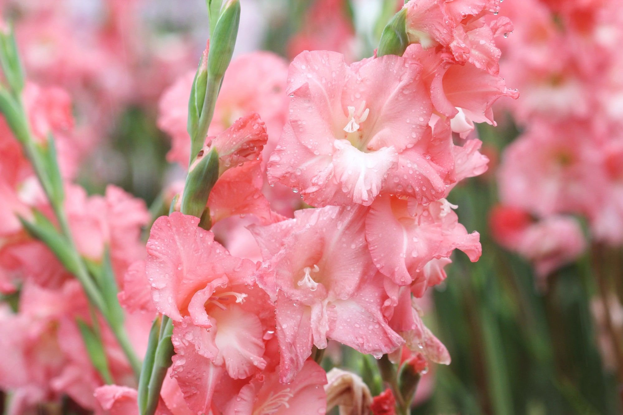 August Birth Flower Guide: What Are My Birthday Flowers?