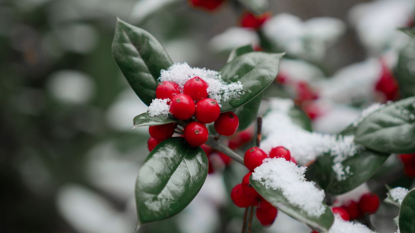 December Birth Flower – Holly vs. Narcissus Meaning (Overview Guide)