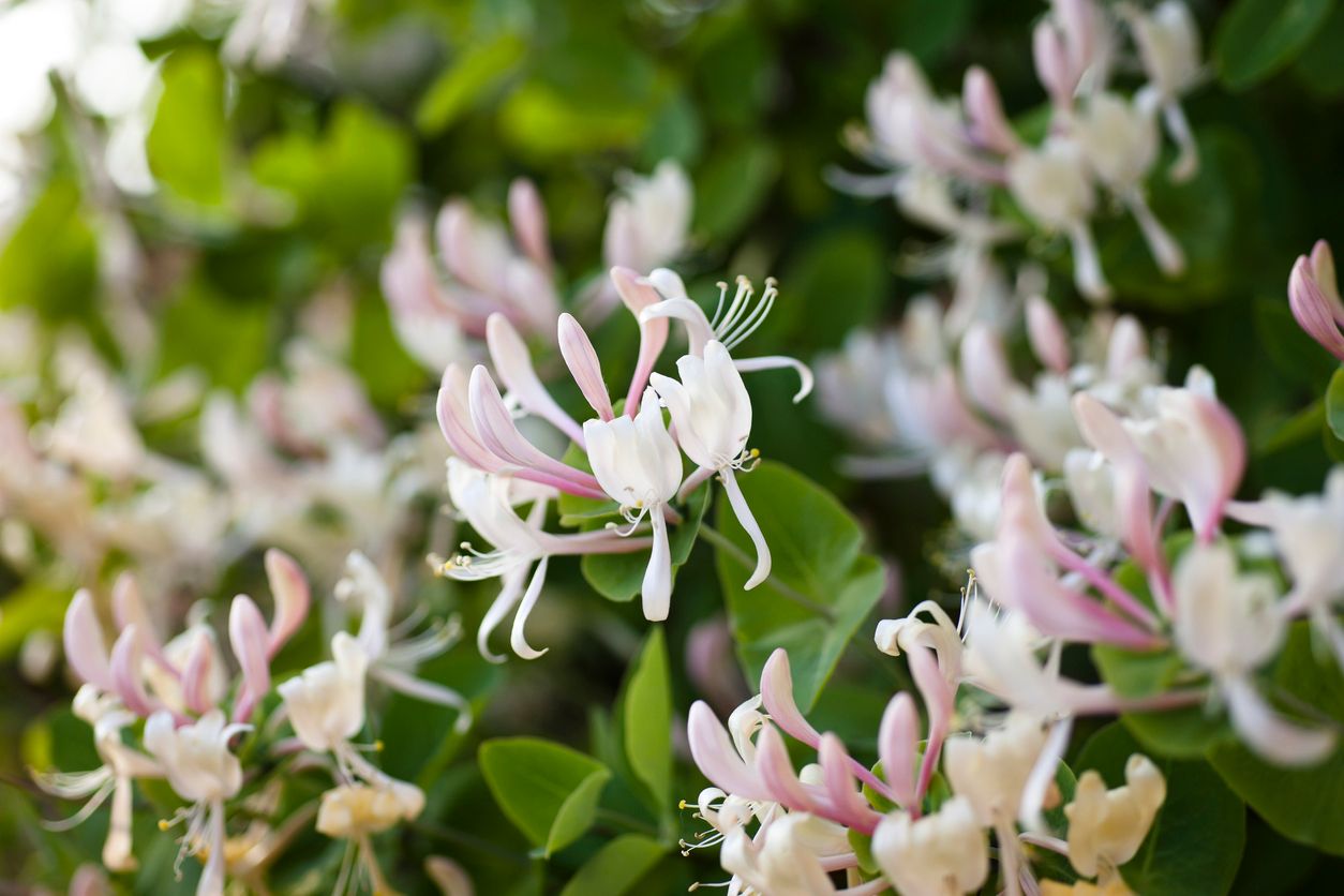 June Birth Flower – Is June a Rose or Honeysuckle?