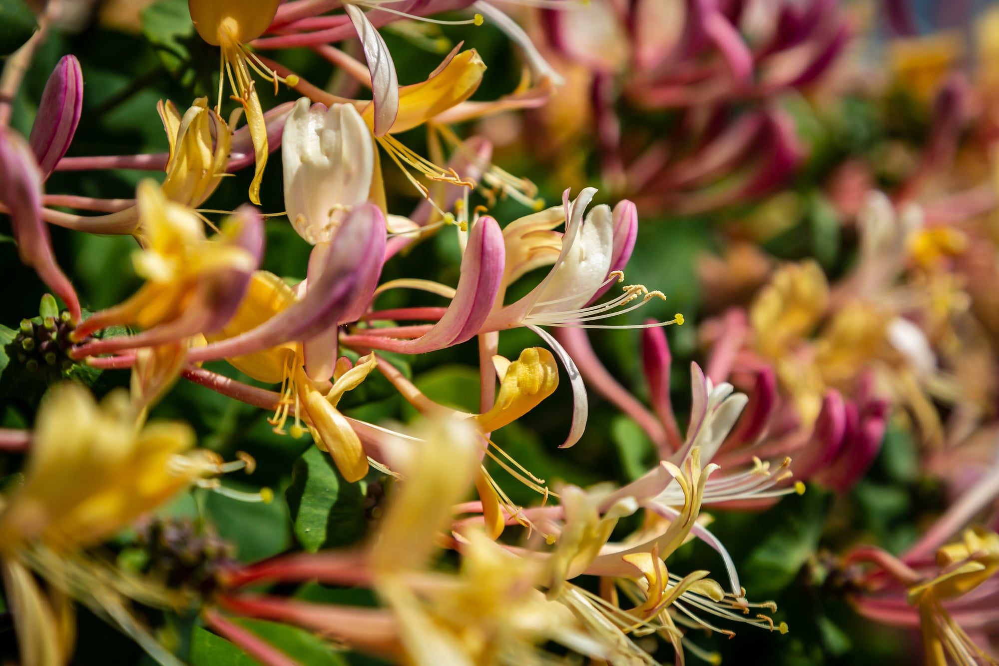 June Birth Flower – Is June a Rose or Honeysuckle?