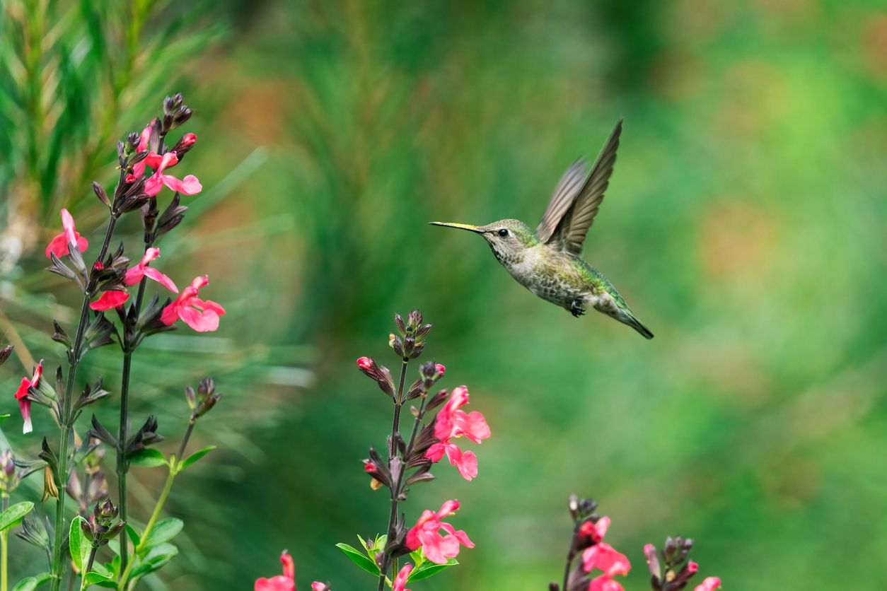 California Native Plants – List With Pictures, Facts, Care and Species