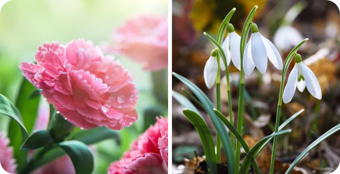 January Birth Flowers – Carnation and Snowdrop Flowers (Gift Guide)