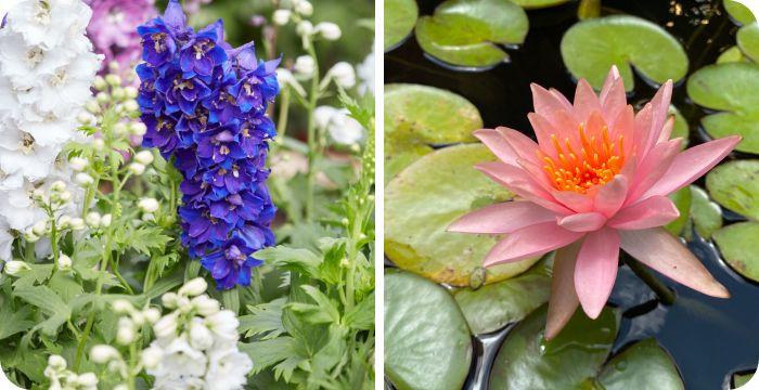 July Birth Flower: Larkspur vs. Water Lily (What Is My Birth Flower?)