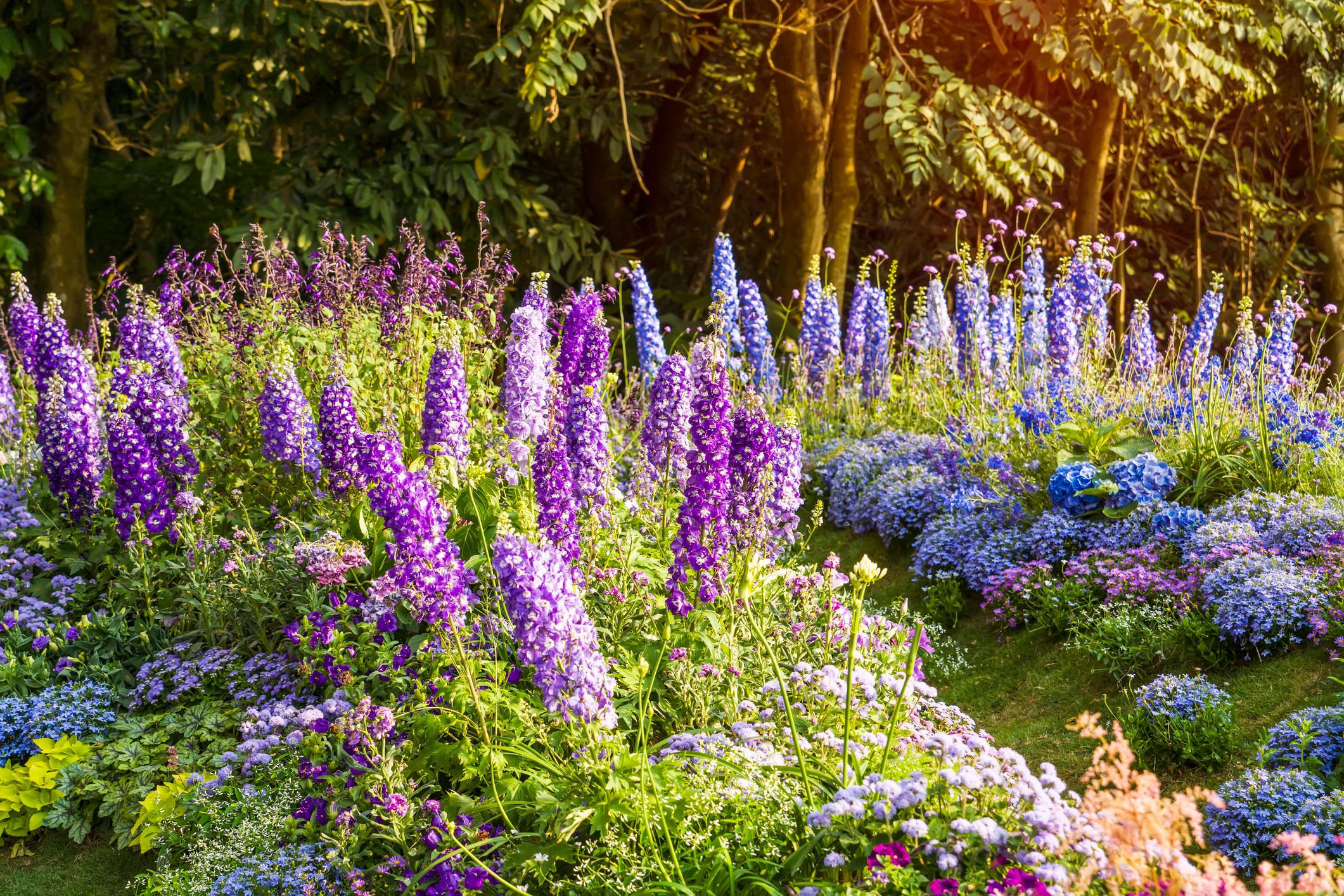 July Birth Flower: Larkspur vs. Water Lily (What Is My Birth Flower?)