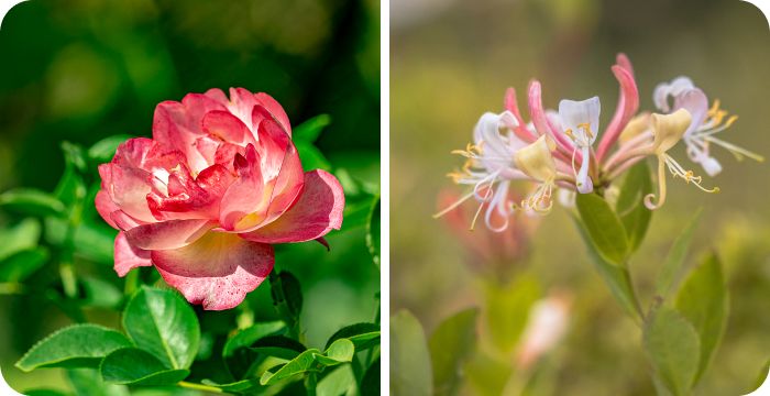 June Birth Flower – Is June a Rose or Honeysuckle?