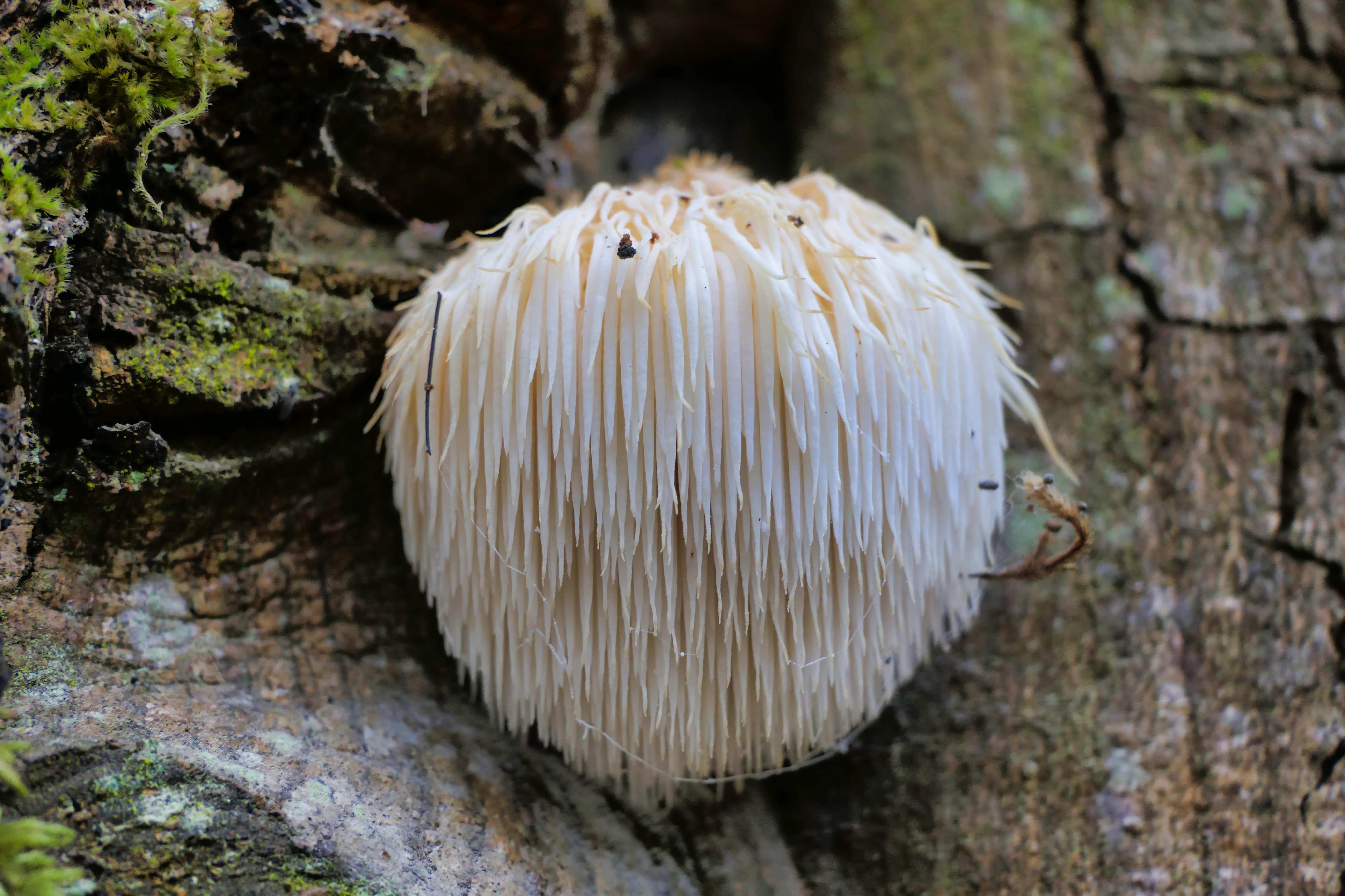 25+ Cool Mushrooms & Most Unique Fungi in the World