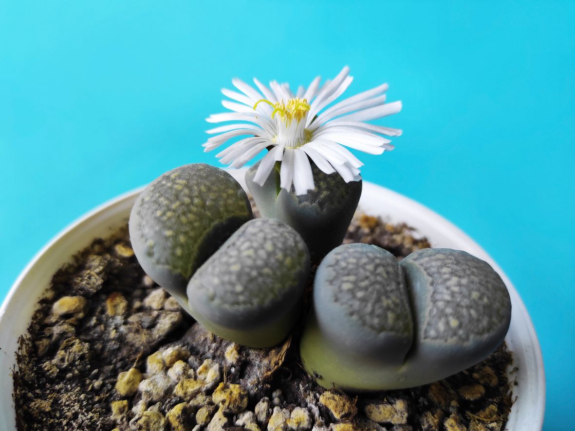 List of Plants That Look Like Private Parts (Top Rude-Looking Picks)