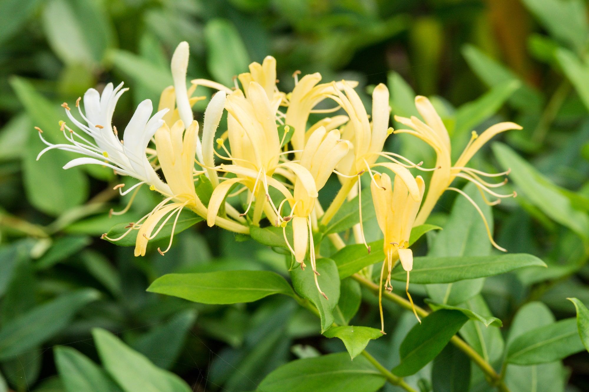 June Birth Flower – Is June a Rose or Honeysuckle?