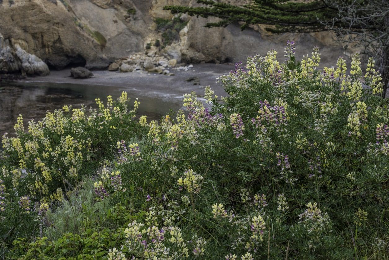 California Native Plants – List With Pictures, Facts, Care and Species