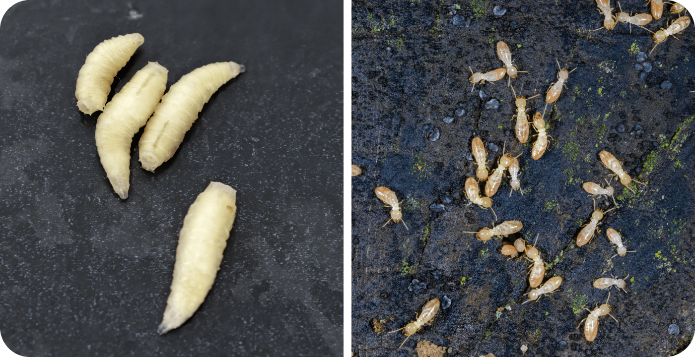 Termite Identification – What Do Termites Look Like? (Visual Guide)